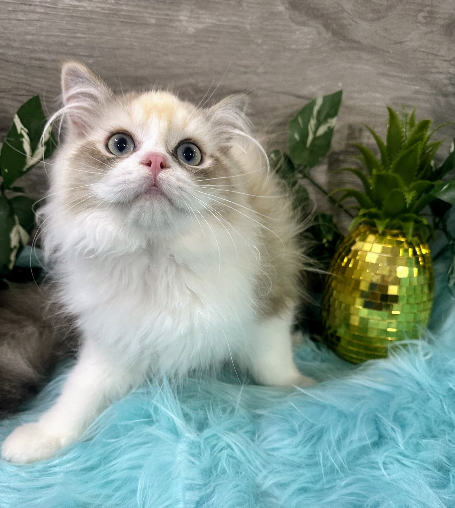 Available Kittens | Rustic Ragdolls | Ragdoll Kitten Adoption