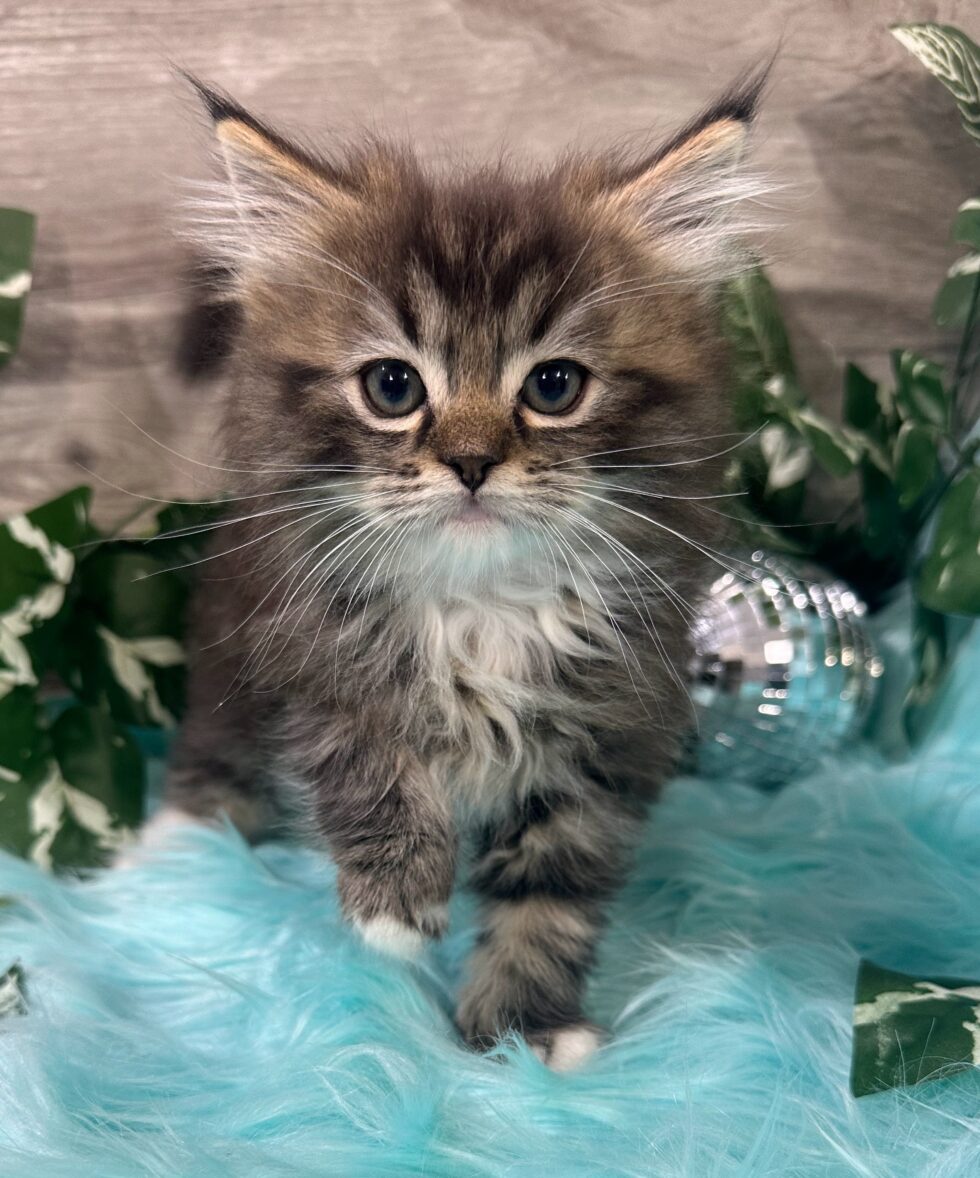 Available Kittens | Rustic Ragdolls | Ragdoll Kitten Adoption