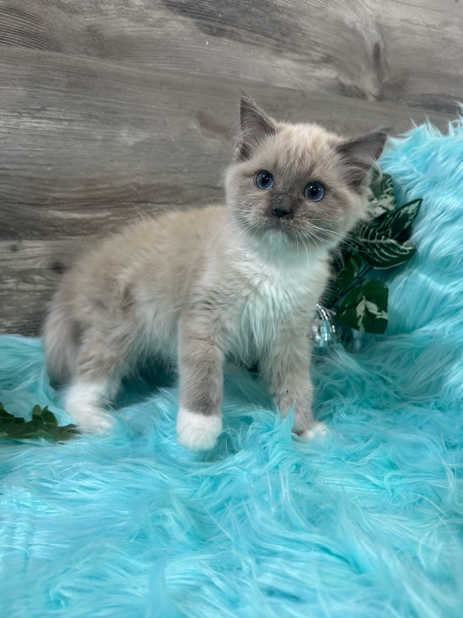 Available Kittens | Rustic Ragdolls | Ragdoll Kitten Adoption