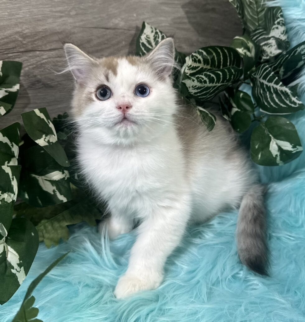 Available Kittens | Rustic Ragdolls | Ragdoll Kitten Adoption