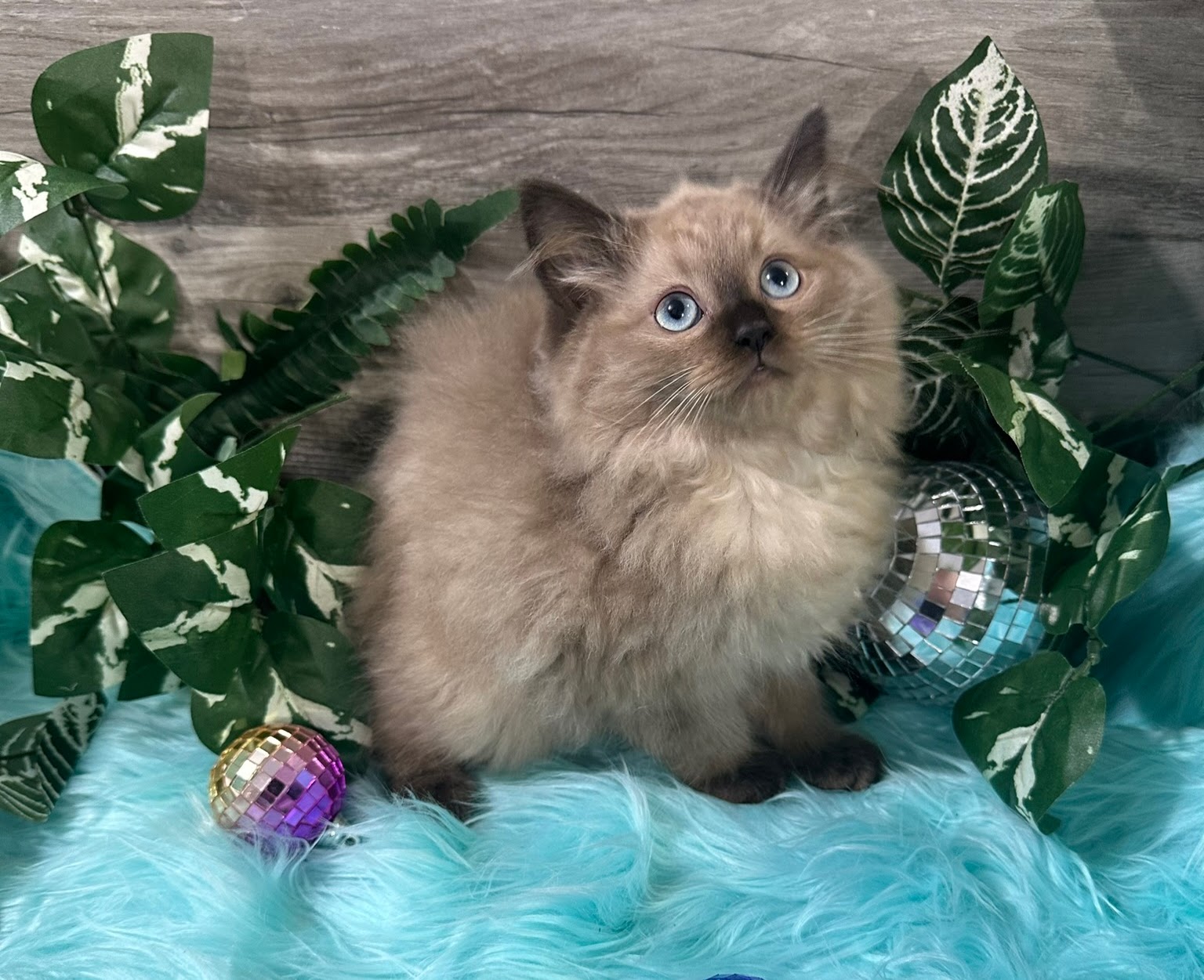 Available Kittens | Rustic Ragdolls | Ragdoll Kitten Adoption