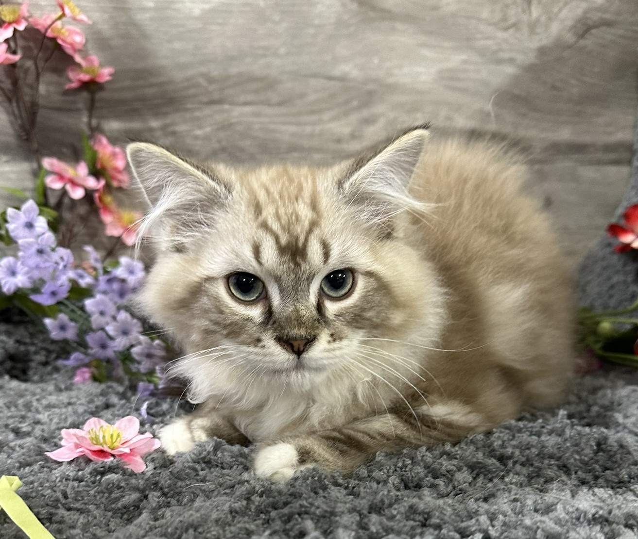 Available Kittens | Rustic Ragdolls | Ragdoll Kitten Adoption