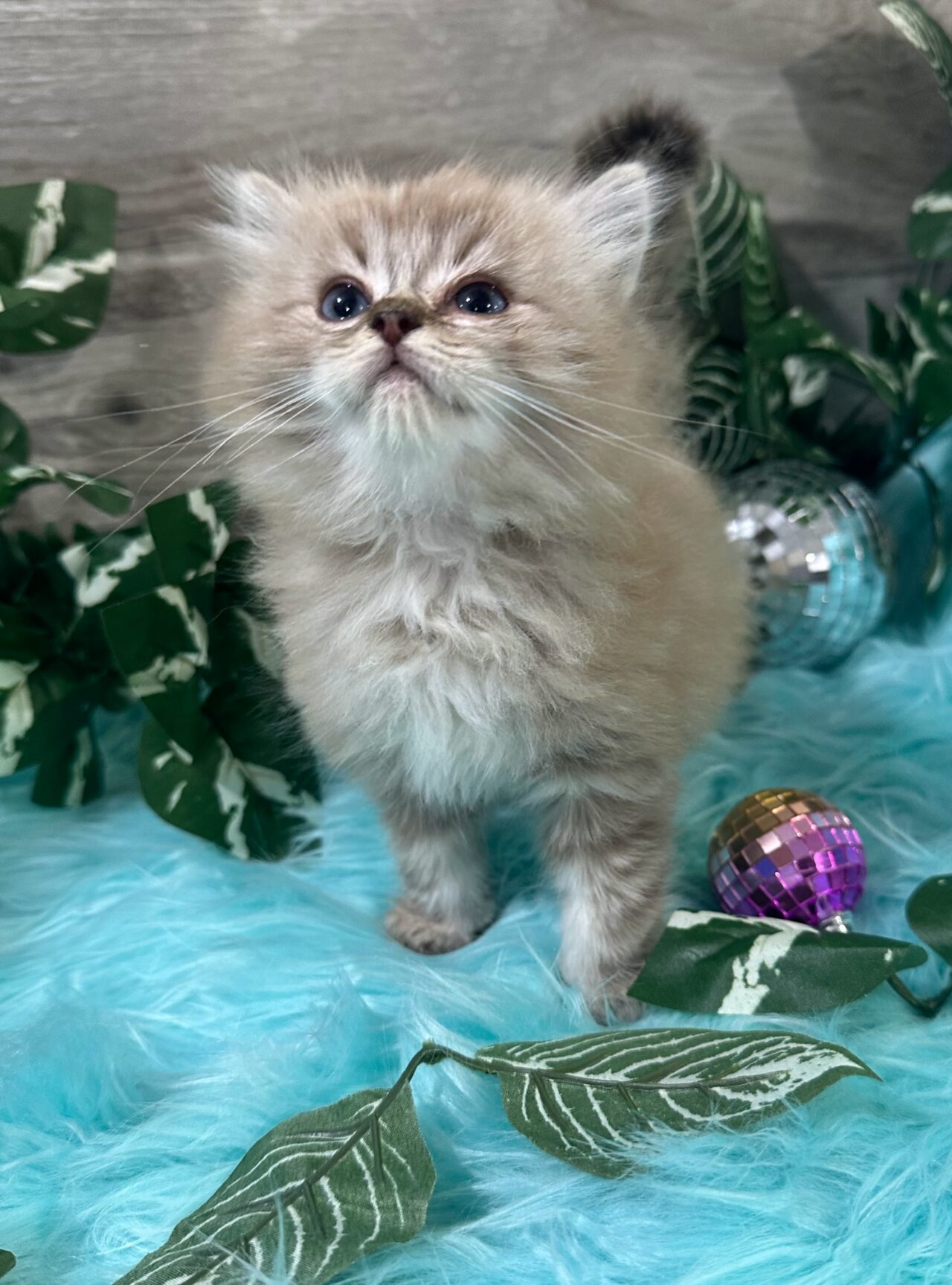 Available Kittens | Rustic Ragdolls | Ragdoll Kitten Adoption