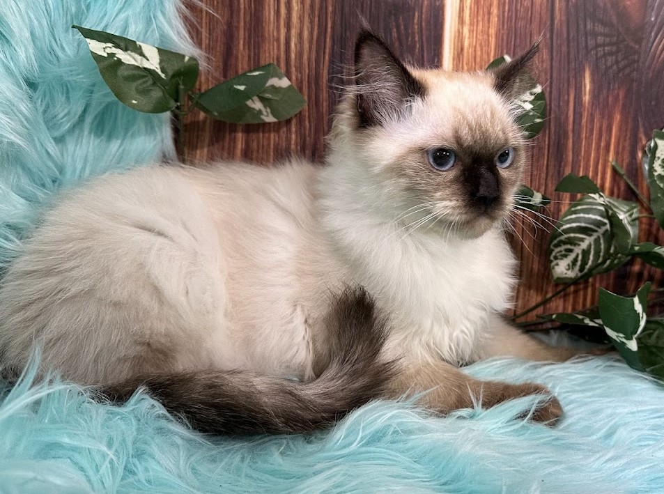 Available Kittens | Rustic Ragdolls | Ragdoll Kitten Adoption