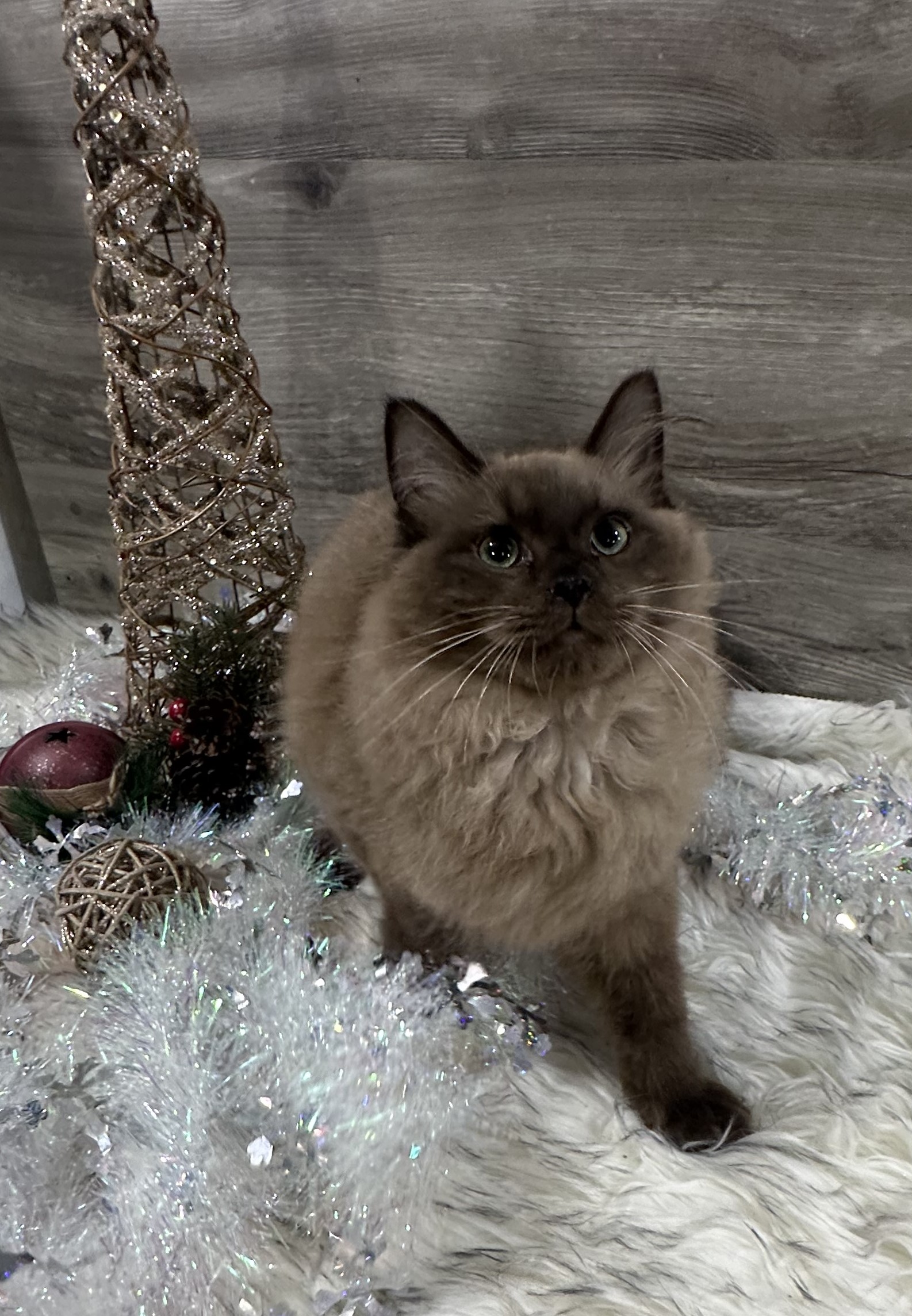 Available Kittens | Rustic Ragdolls | Ragdoll Kitten Adoption