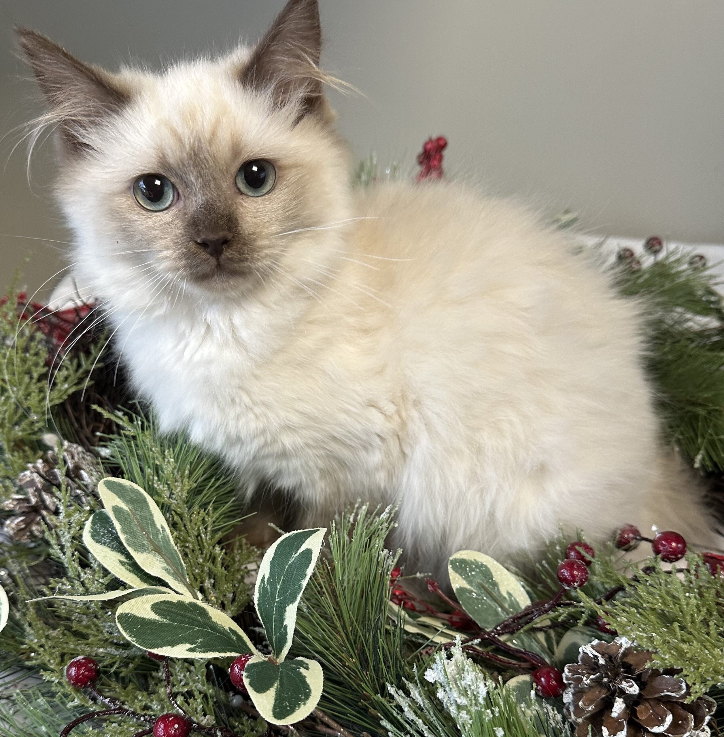 Available Kittens | Rustic Ragdolls | Ragdoll Kitten Adoption