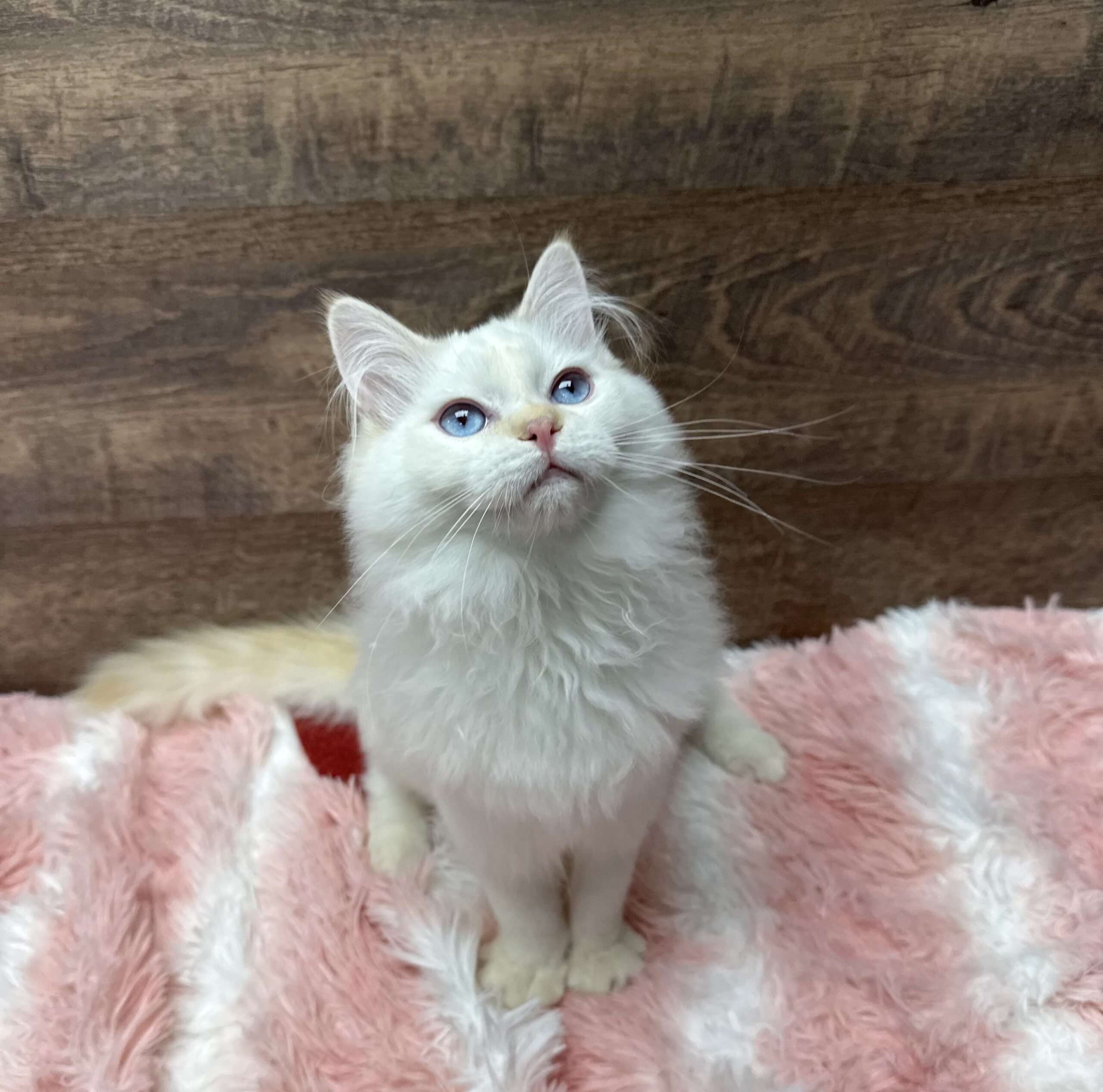 Available Kittens | Rustic Ragdolls | Ragdoll Kitten Adoption