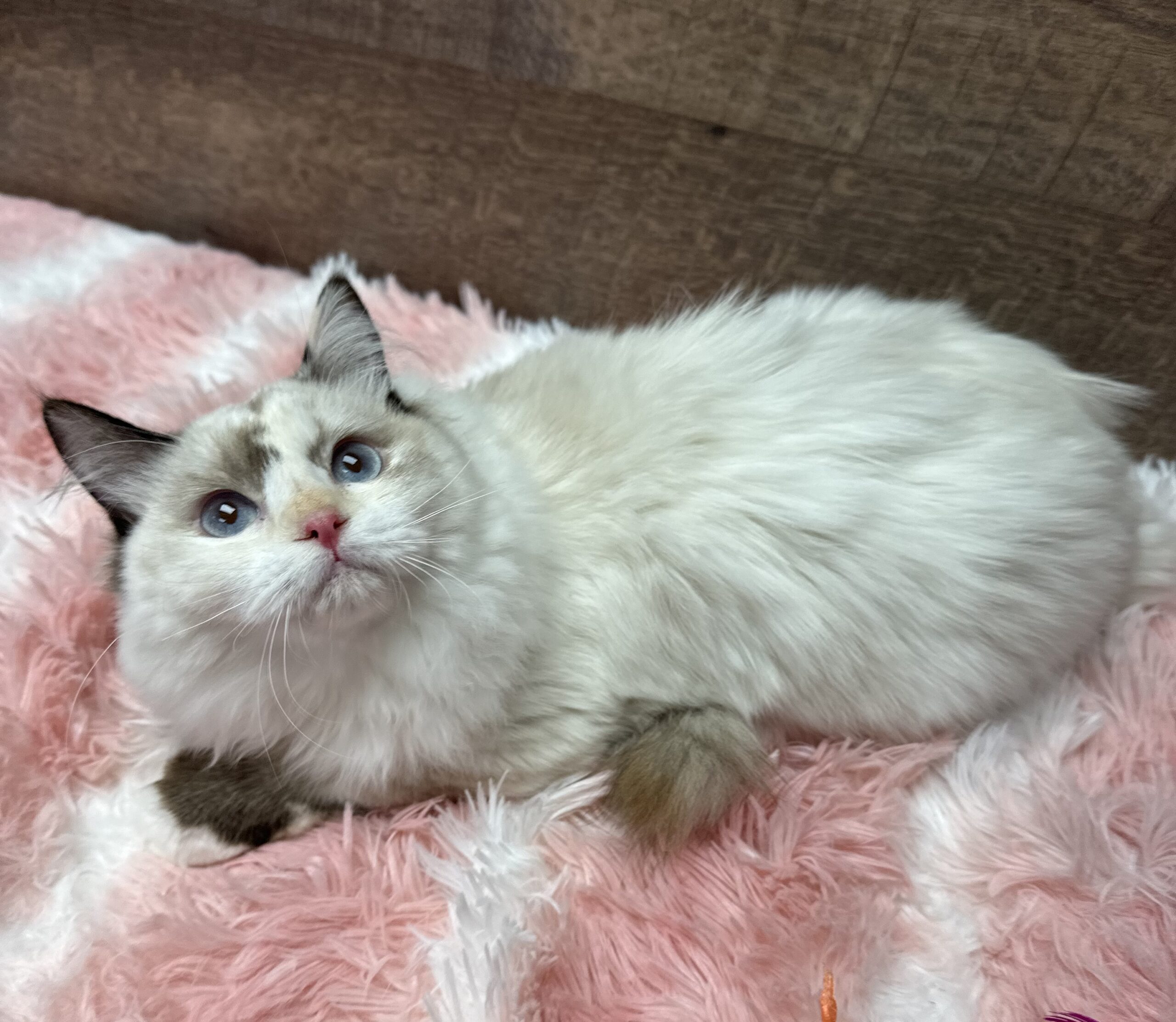 Available Kittens | Rustic Ragdolls | Ragdoll Kitten Adoption