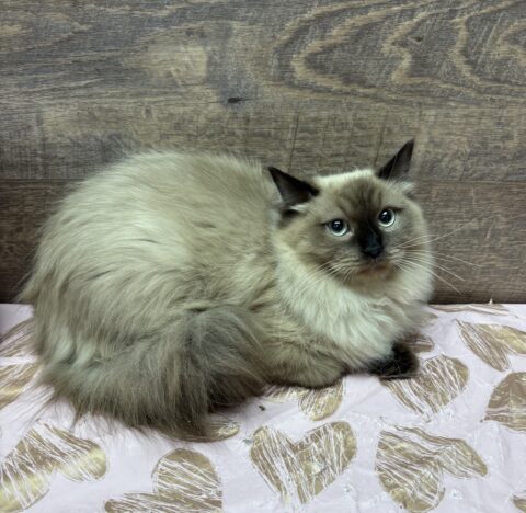 Available Kittens | Rustic Ragdolls | Ragdoll Kitten Adoption