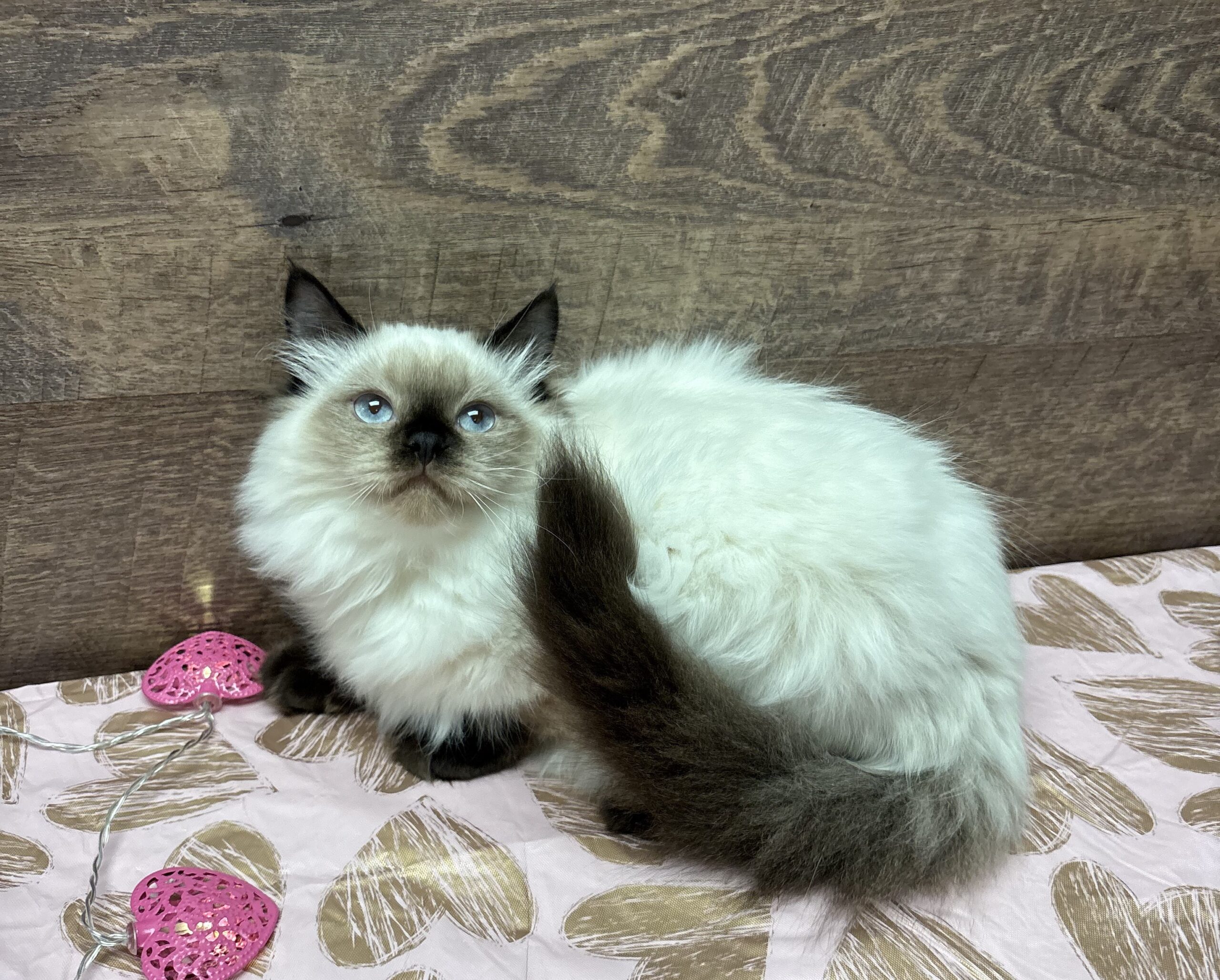 Available Kittens | Rustic Ragdolls | Ragdoll Kitten Adoption