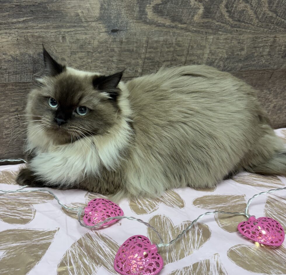 Available Kittens | Rustic Ragdolls | Ragdoll Kitten Adoption