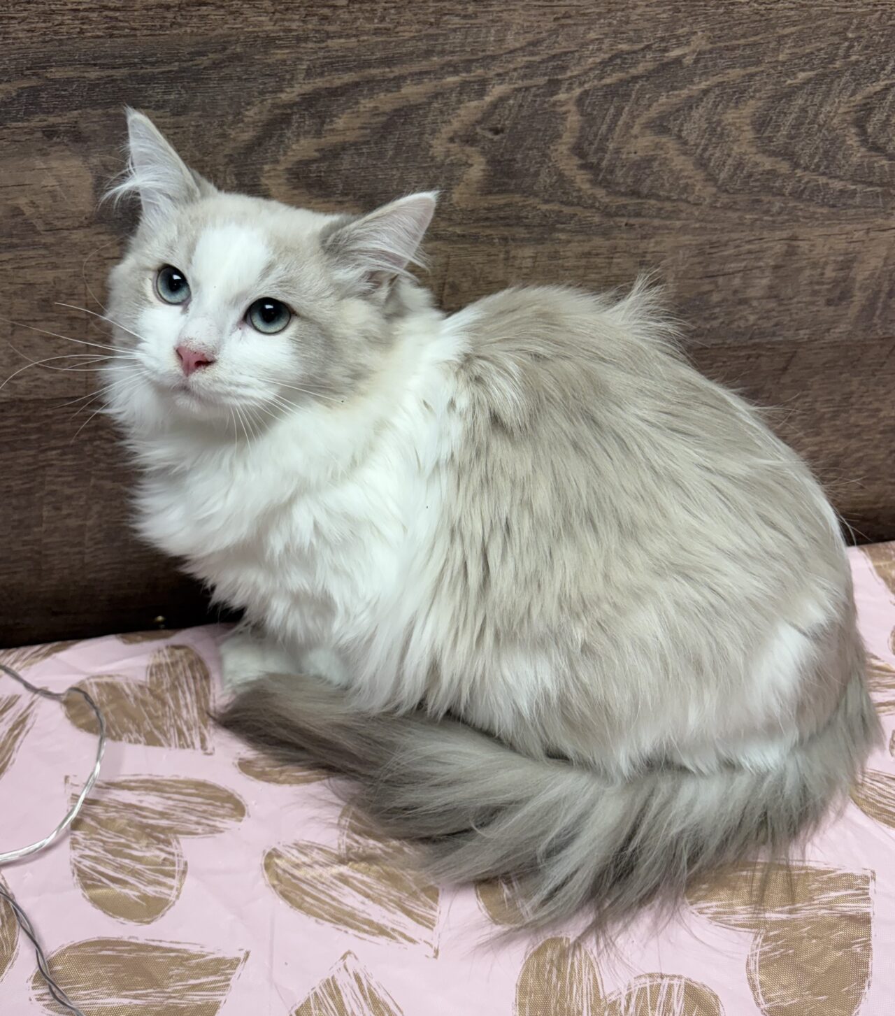 Available Kittens | Rustic Ragdolls | Ragdoll Kitten Adoption