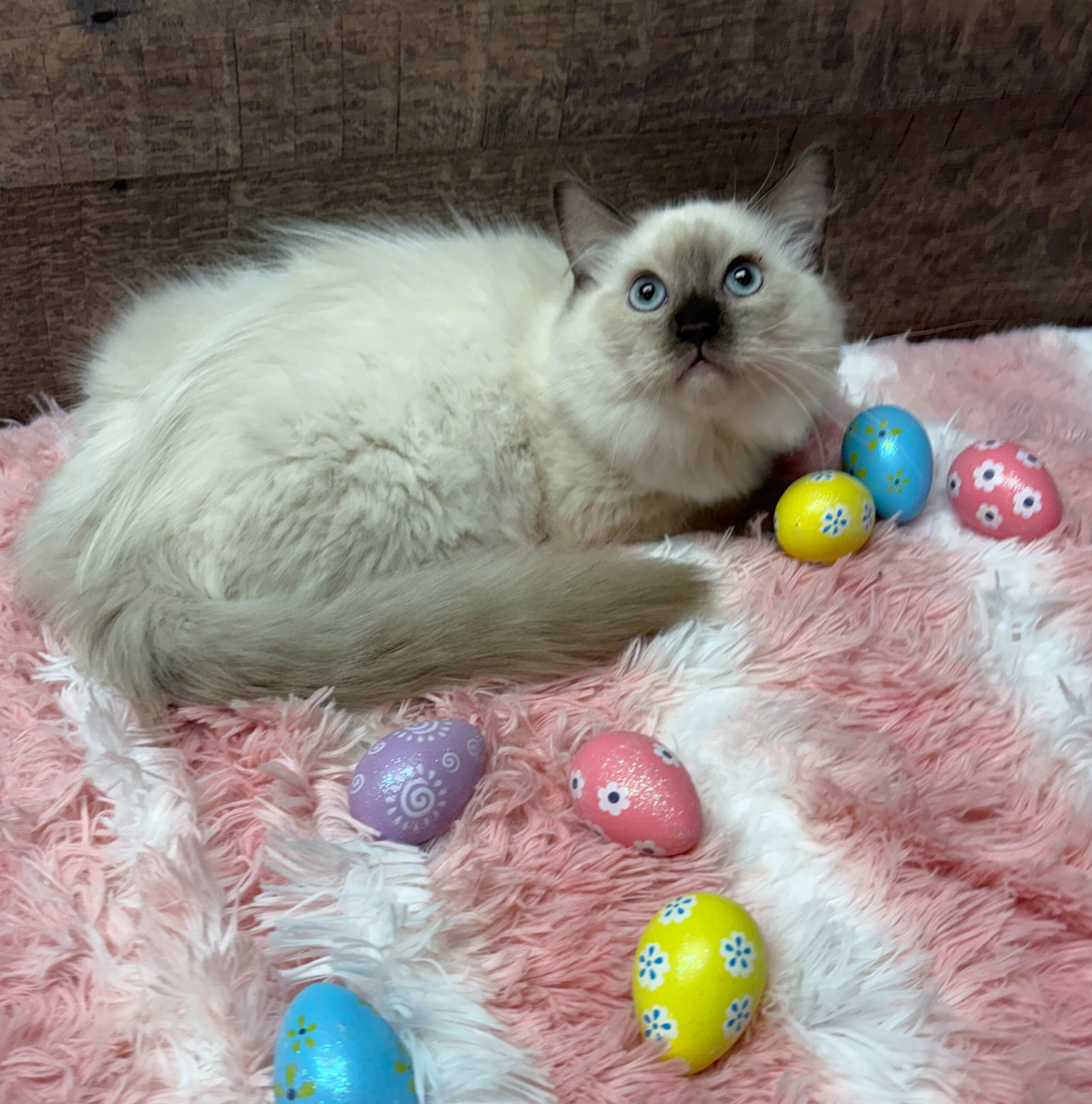 Available Kittens | Rustic Ragdolls | Ragdoll Kitten Adoption