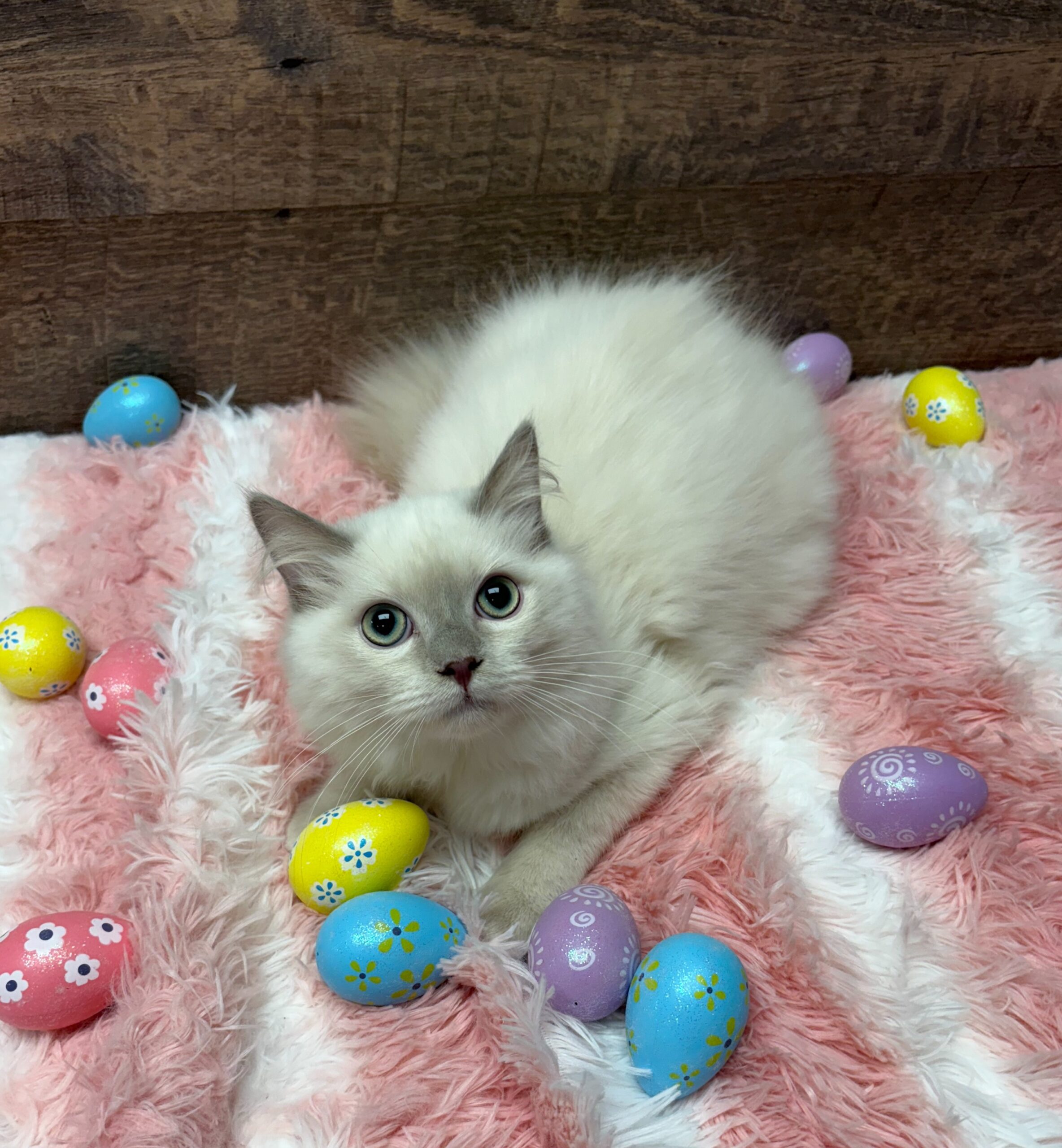 Available Kittens | Rustic Ragdolls | Ragdoll Kitten Adoption