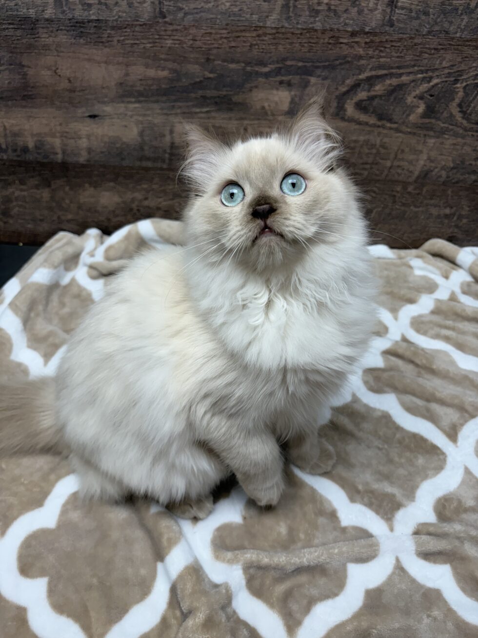Available Kittens | Rustic Ragdolls | Ragdoll Kitten Adoption