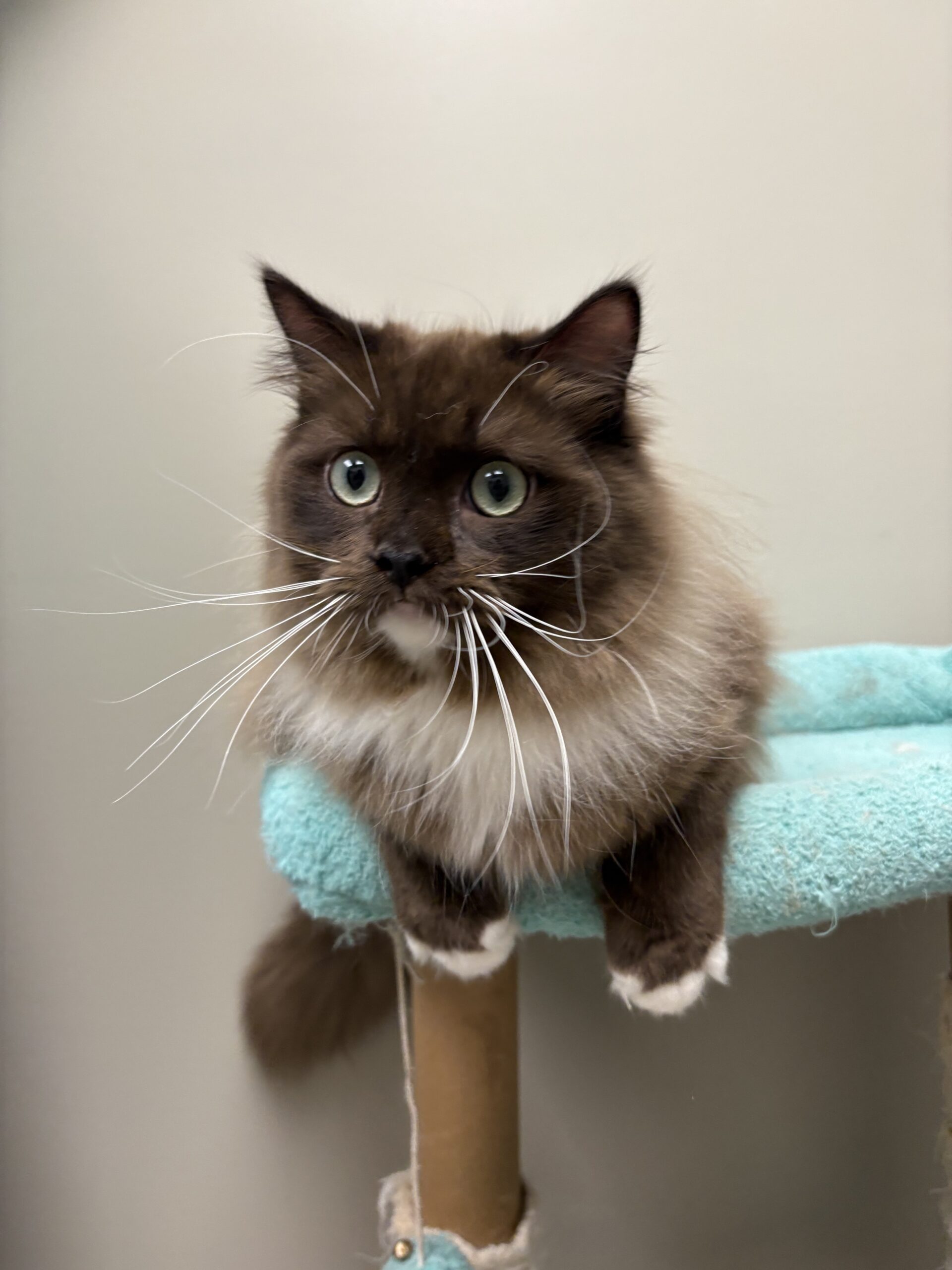 Adolescent Kittens | Rustic Ragdolls | Ragdoll Kitten Adoption