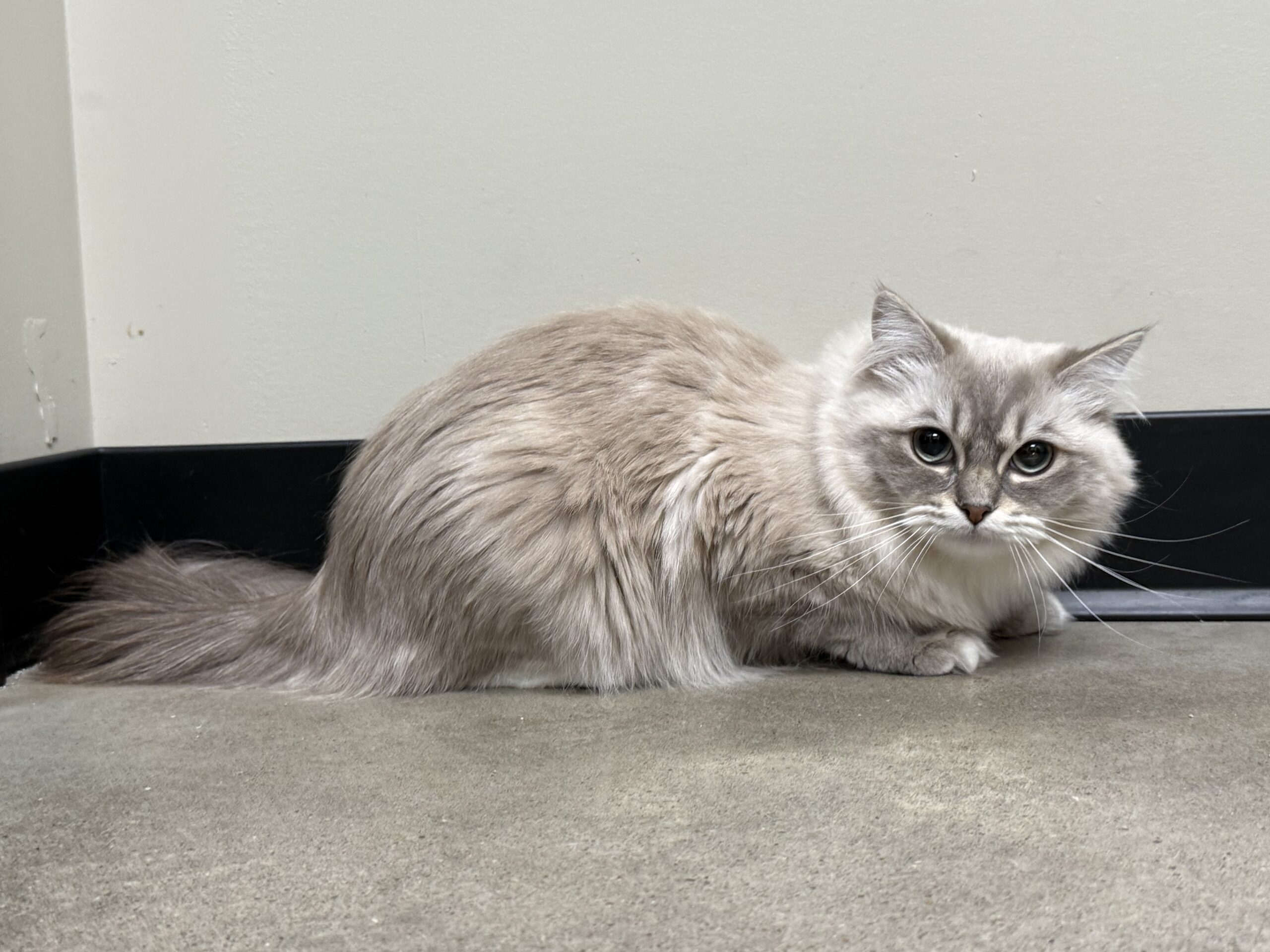 Adolescent Kittens | Rustic Ragdolls | Ragdoll Kitten Adoption