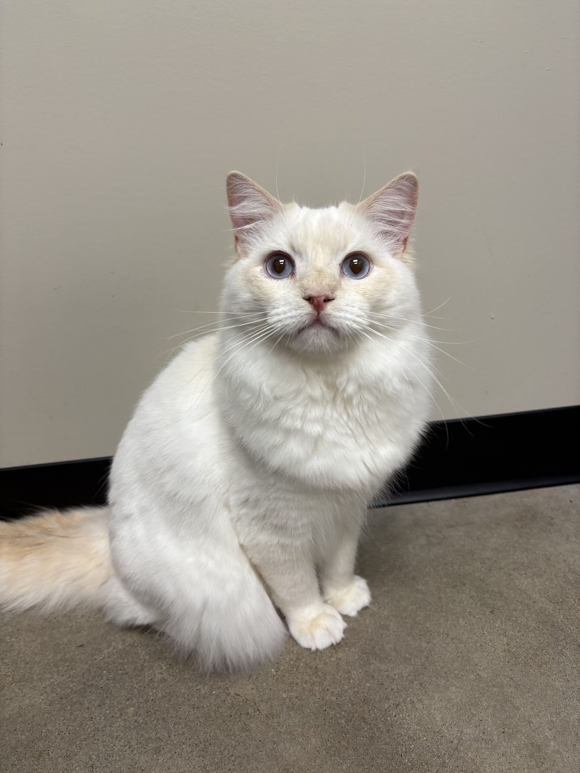 Adolescent Kittens | Rustic Ragdolls | Ragdoll Kitten Adoption