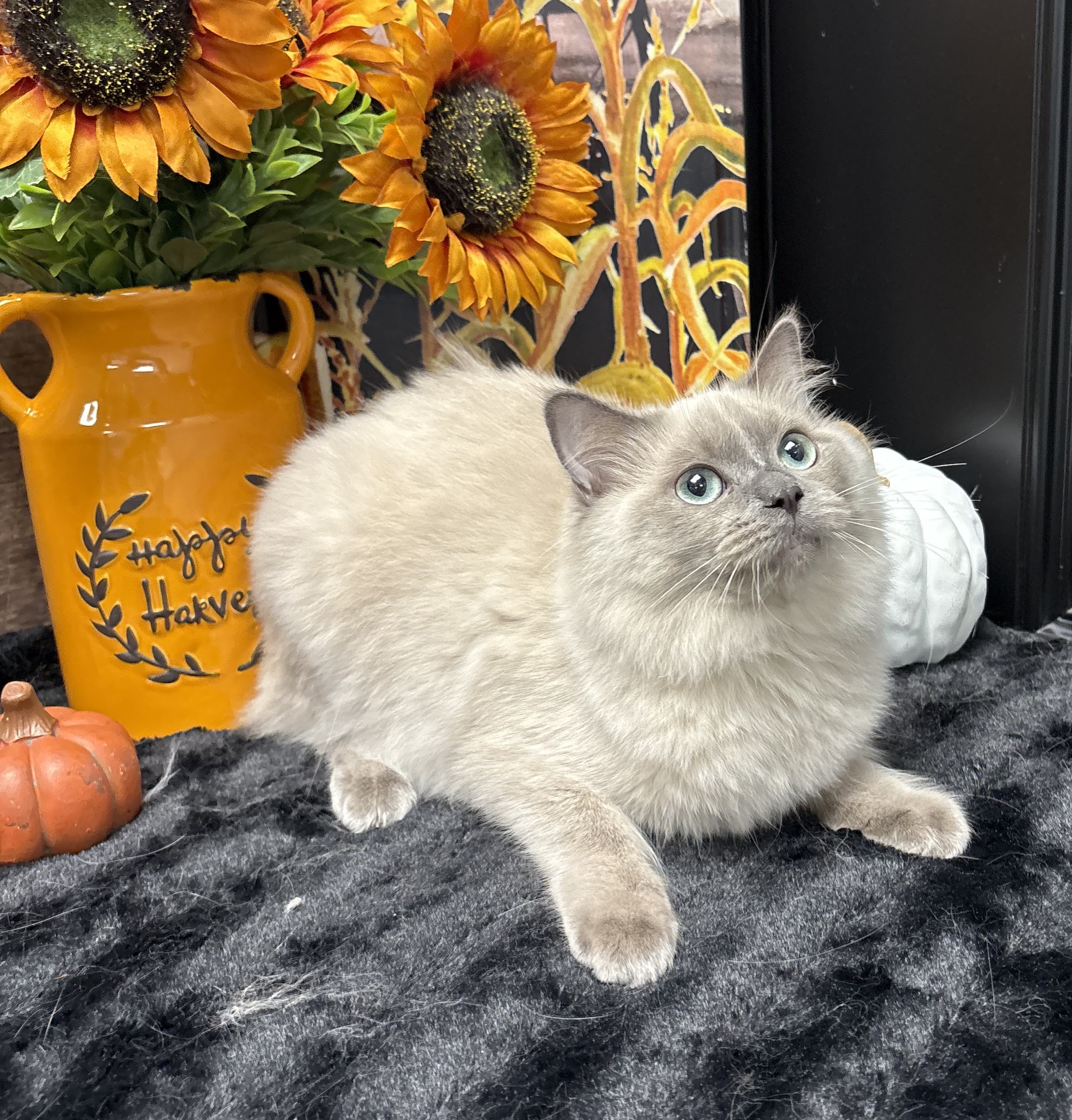 Available Kittens | Rustic Ragdolls | Ragdoll Kitten Adoption