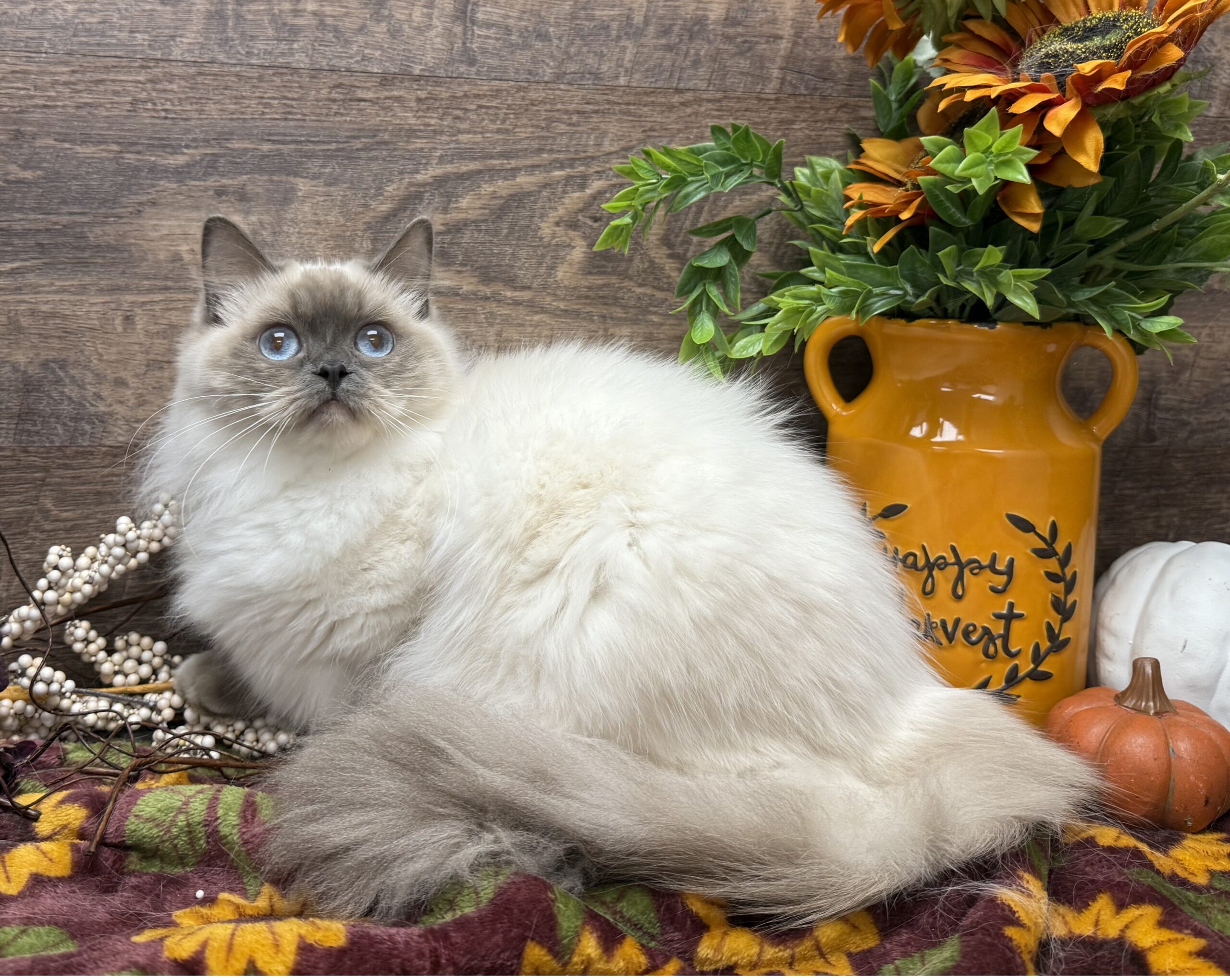 Available Kittens | Rustic Ragdolls | Ragdoll Kitten Adoption