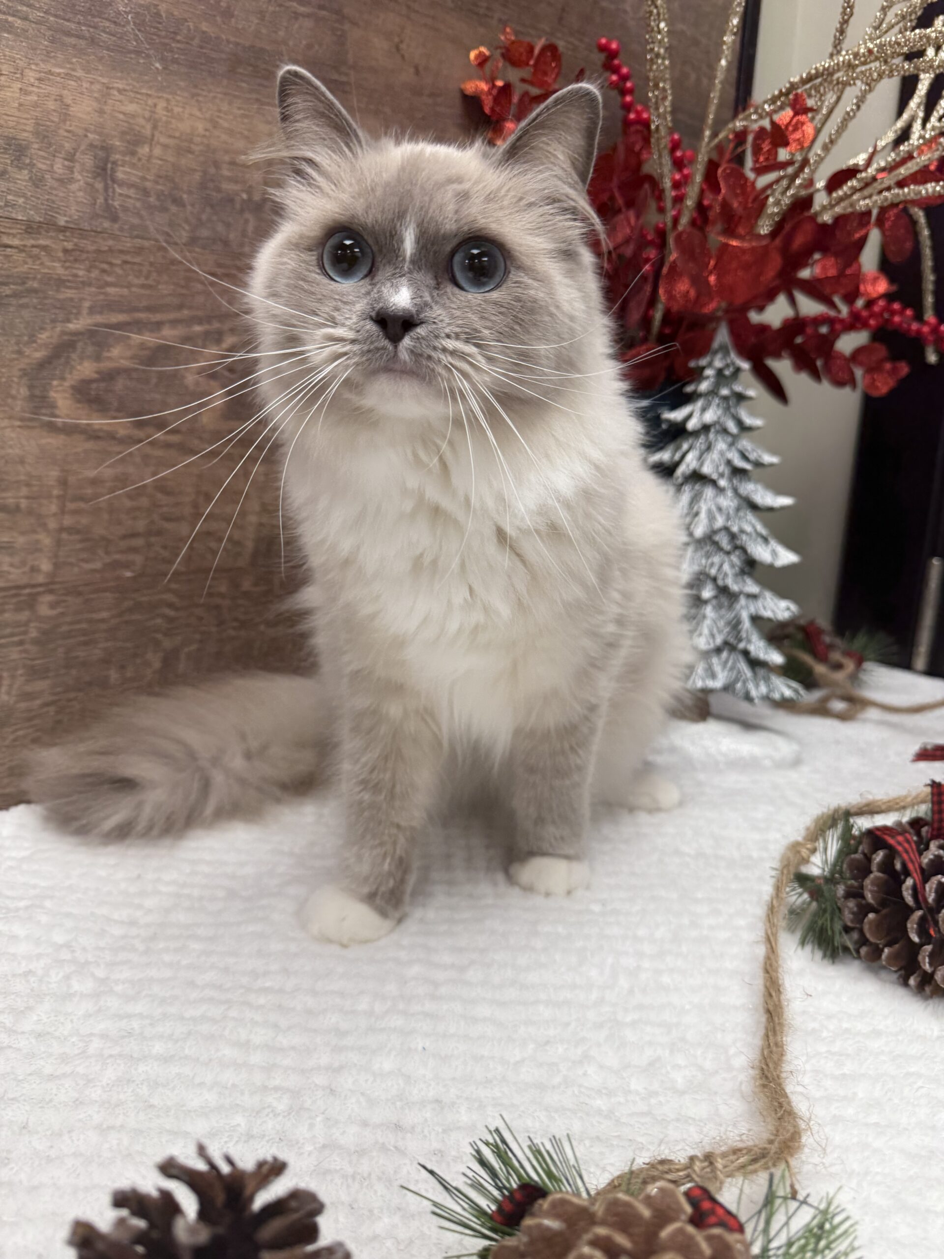 Available Kittens | Rustic Ragdolls | Ragdoll Kitten Adoption