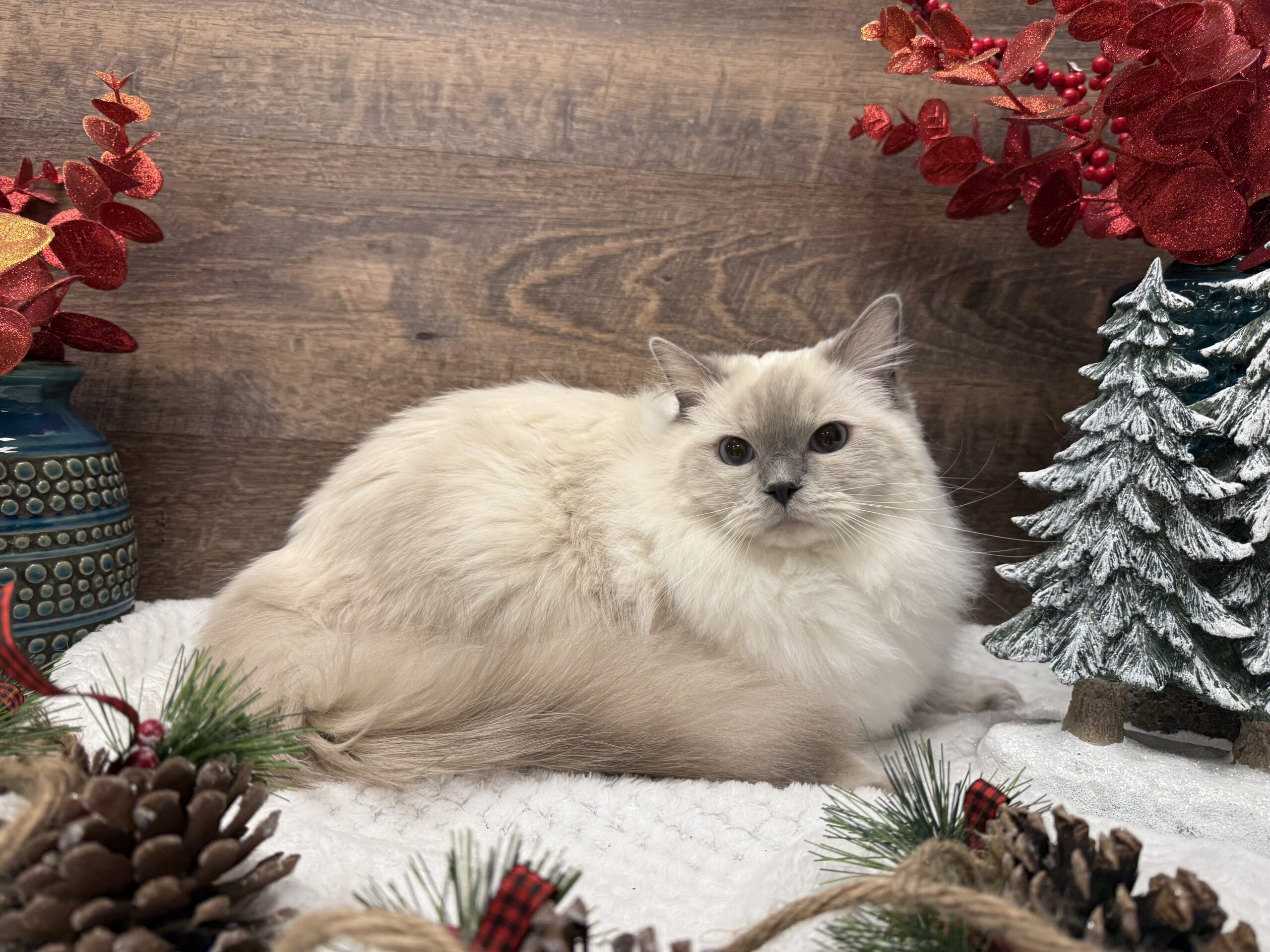 Available Kittens | Rustic Ragdolls | Ragdoll Kitten Adoption