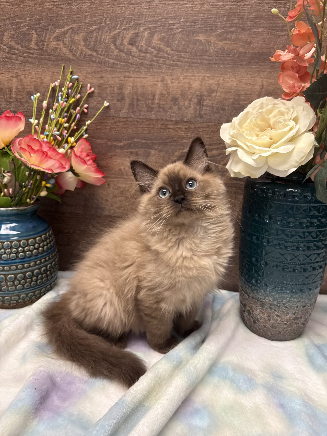 Available Kittens | Rustic Ragdolls | Ragdoll Kitten Adoption